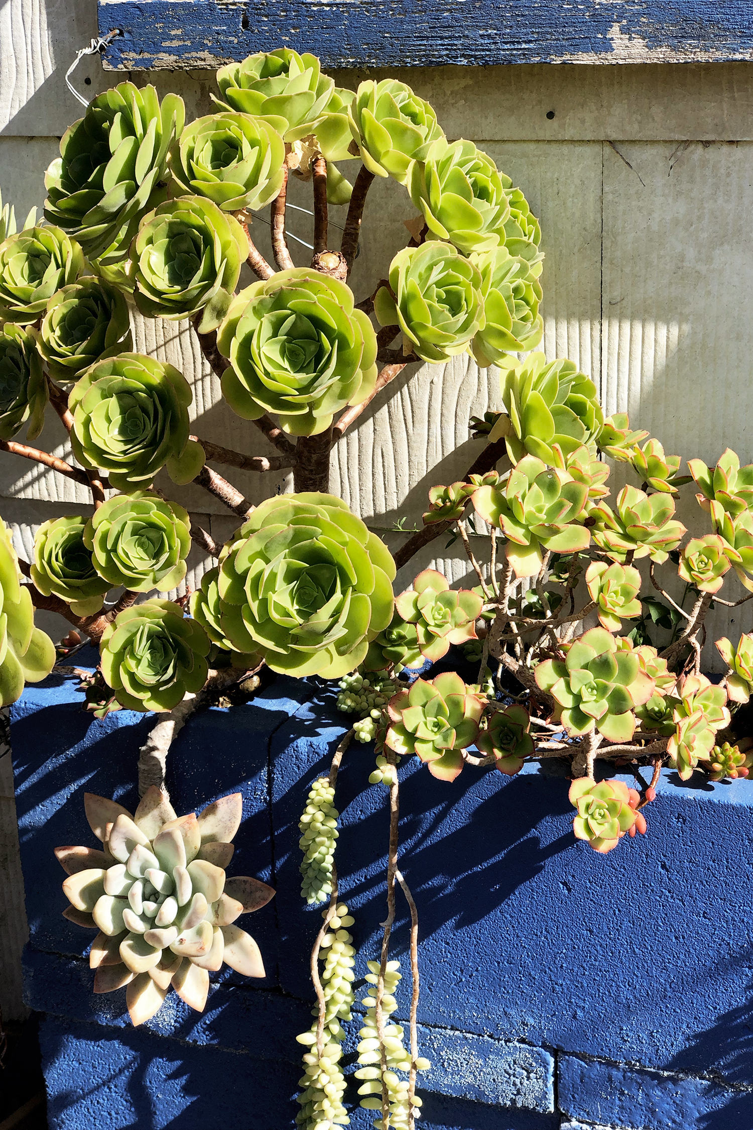 hashimoto_8377 - Wanderlogue